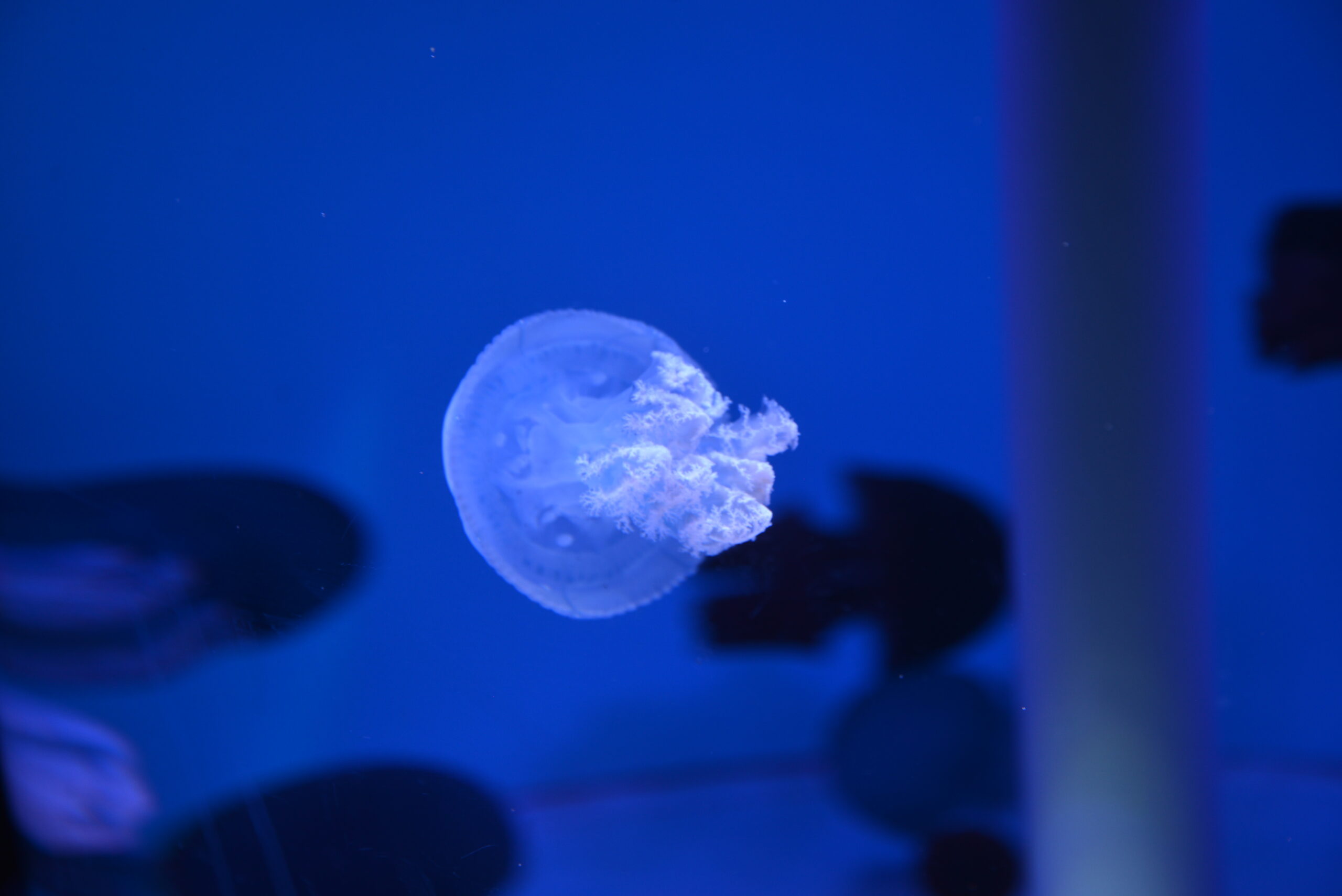 Profile | Atlantis lab